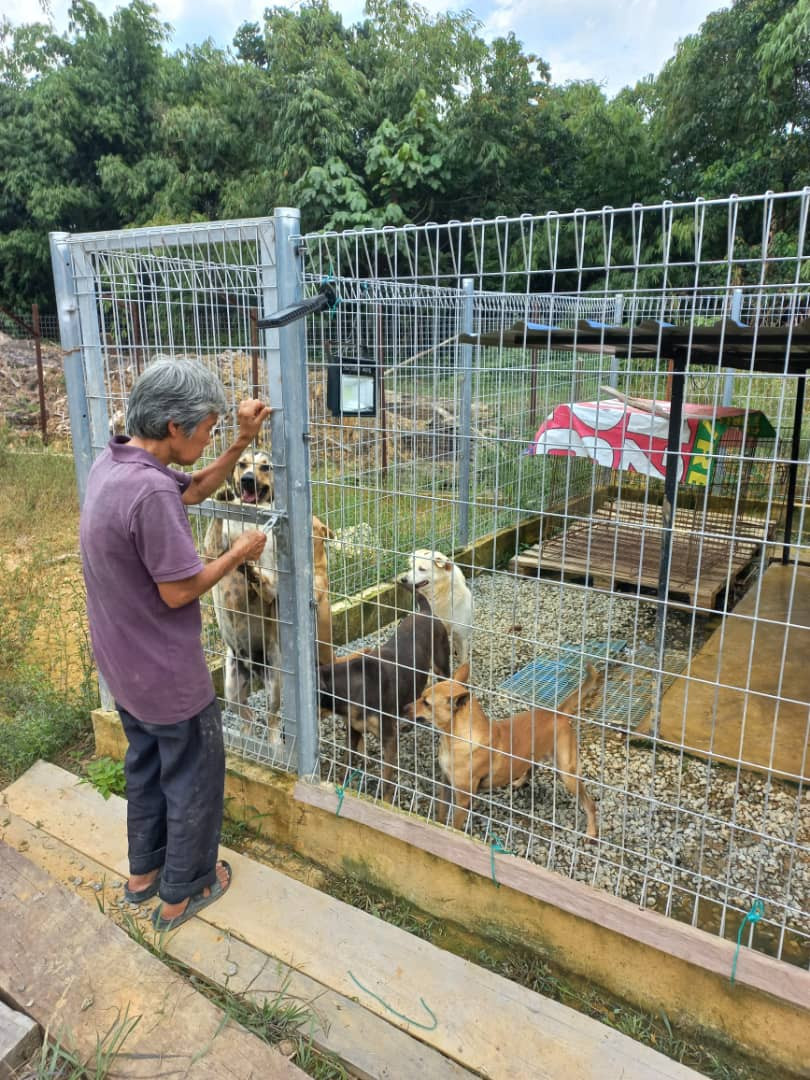 Aunt Chee's Dog Shelter - Missions - Sedunia